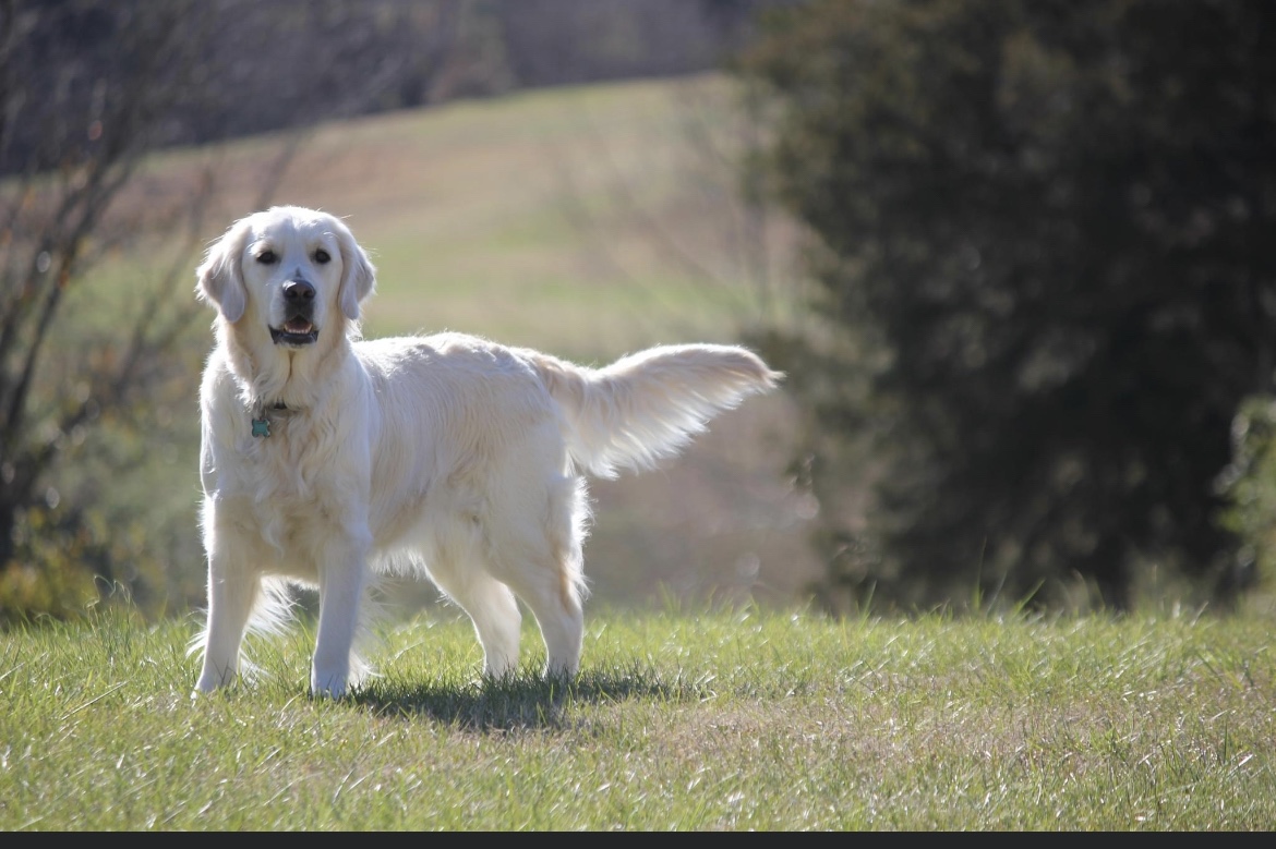 Our Goldens – Home Sweet Home English Goldens